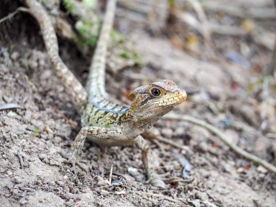 The Perfect Belize Itinerary: 7 Unforgettable Days, Jungle & Islands