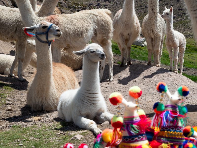 Altitude Sickness in Peru: How to Prepare For, Avoid, & Treat It