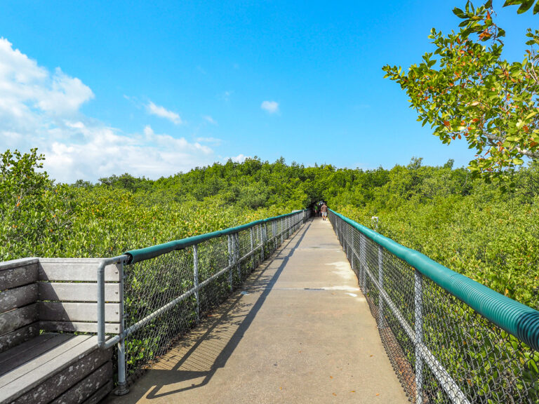 Quick Guide to Tampa’s Manatee Viewing Center (The Best Free Attraction!)
